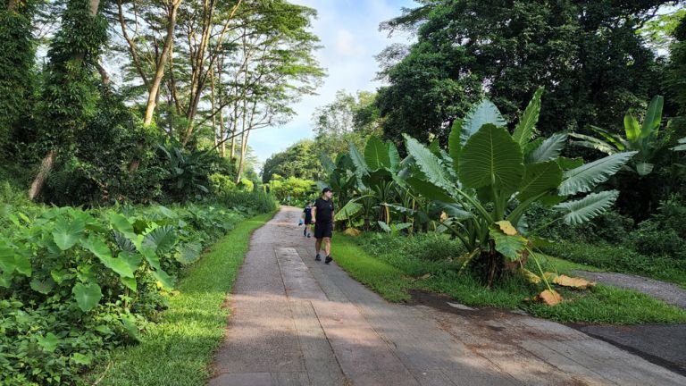 Guide to hiking Rail Corridor in Singapore (Includes Route map & tips ...