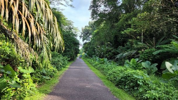 Guide to hiking Rail Corridor in Singapore (Includes Route map & tips ...